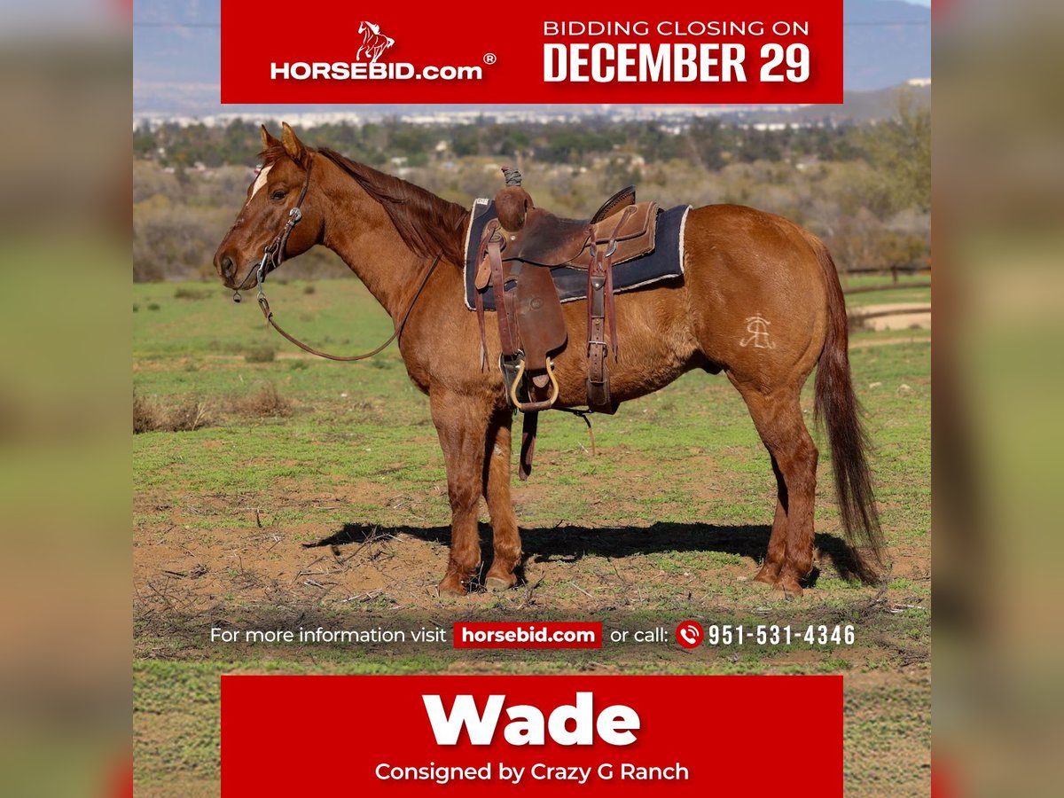 American Quarter Horse Gelding 15 years 14,3 hh in Norco