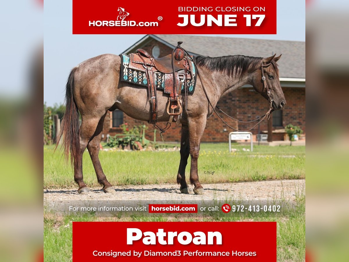 American Quarter Horse Gelding 4 years 14,2 hh in Ravenna