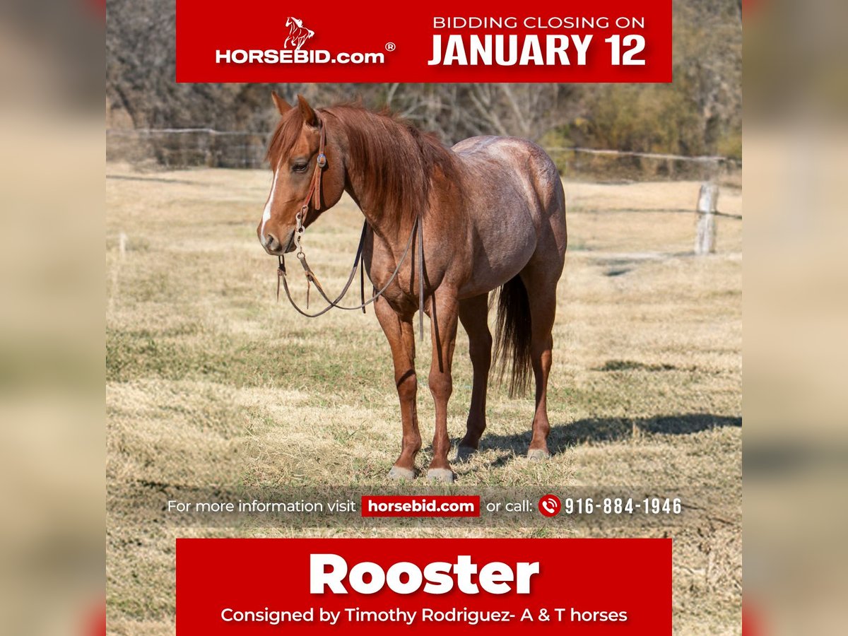 American Quarter Horse Gelding 5 years 15 hh in Palmer