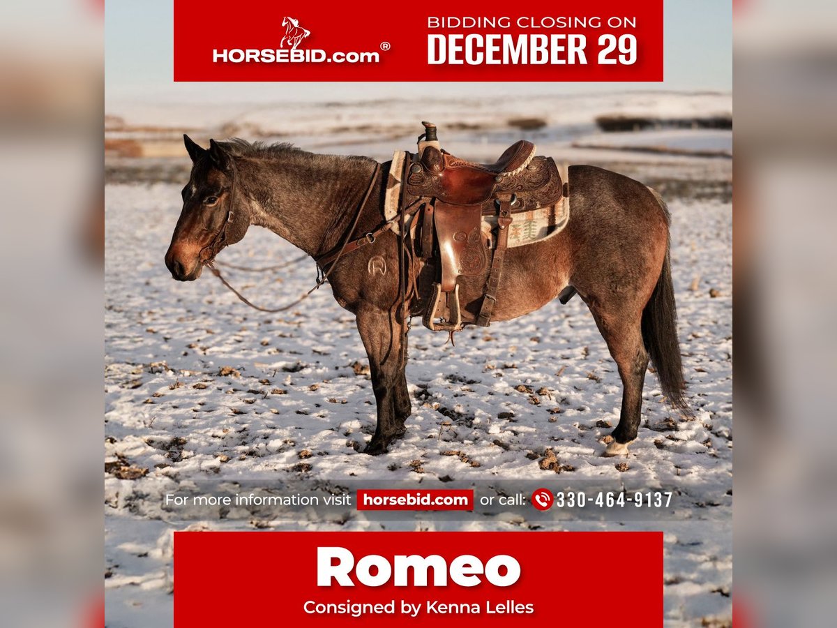 American Quarter Horse Gelding 8 years 14,1 hh Roan-Bay in Dalton