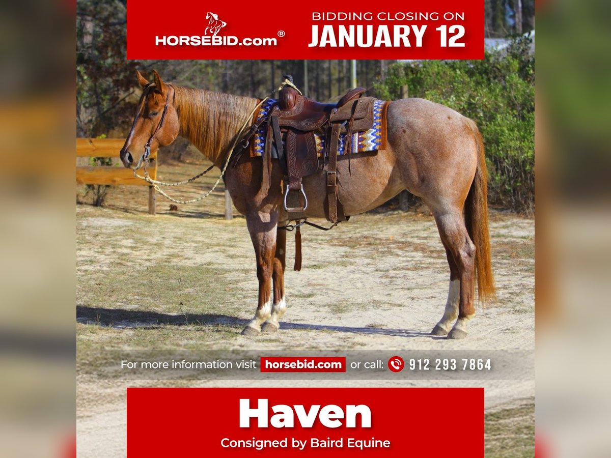 American Quarter Horse Mare 5 years 15 hh Roan-Red in Vidalia