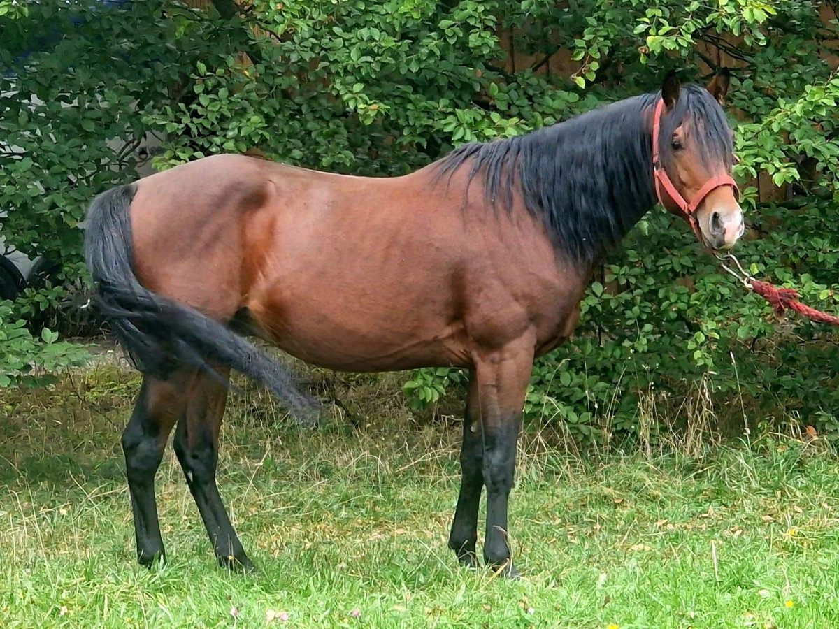 Brown Quarter Horse Stallion