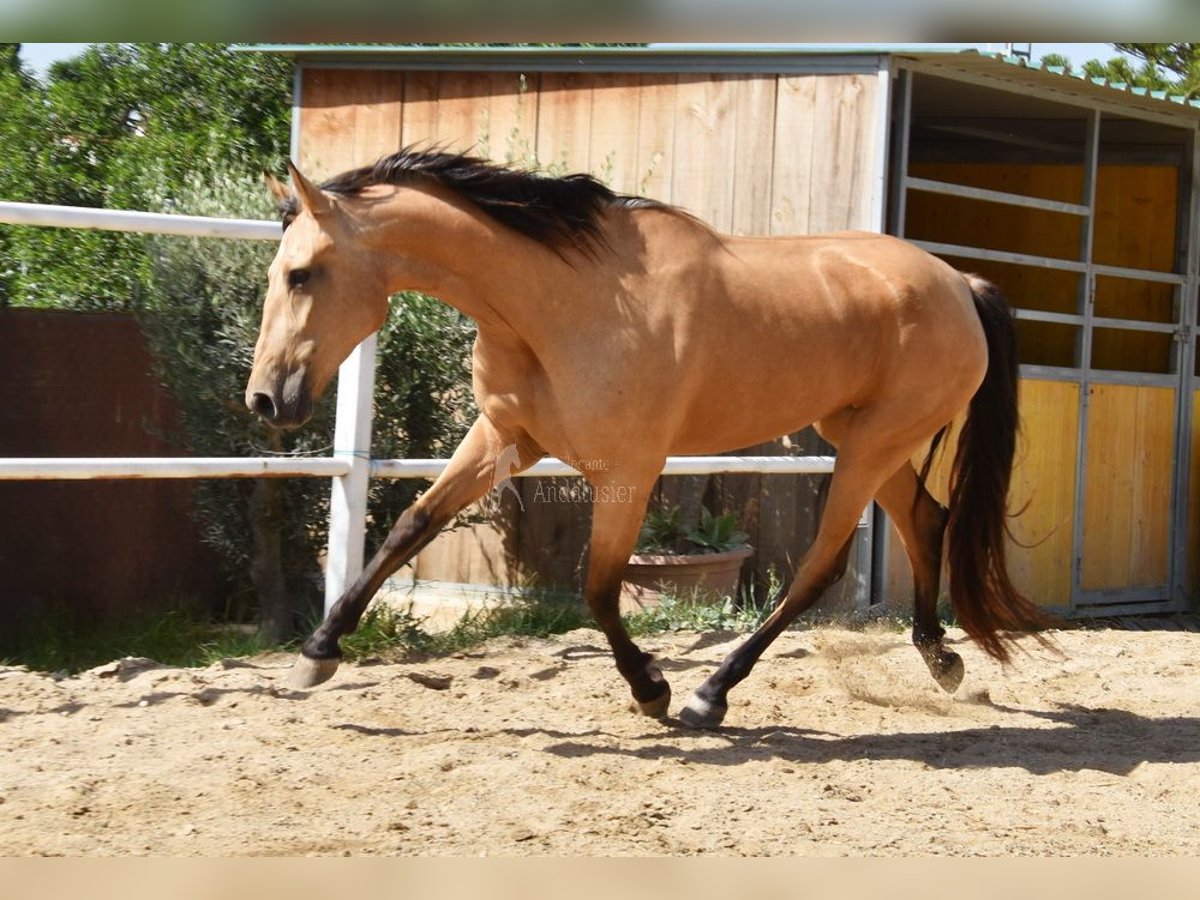 Andalusier Stute 5 Jahre 159 cm Falbe in Provinz Malaga