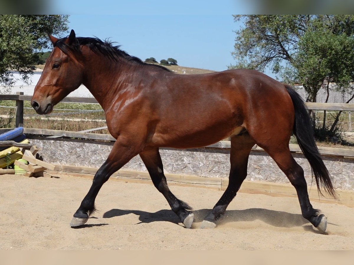 Andalusier Mix Wallach 4 Jahre 156 cm Brauner in San Ambrosio