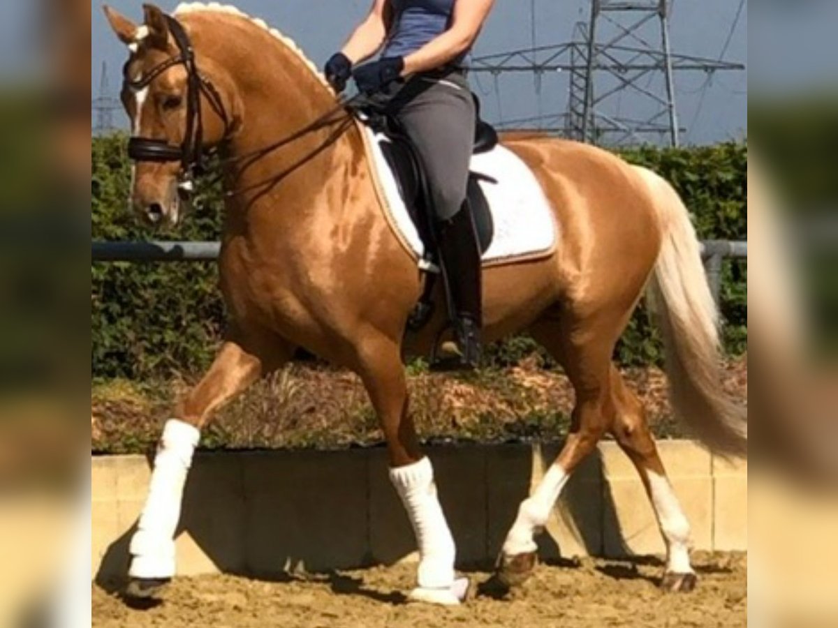 BPH LH DIAMOND HEART German Riding Pony Stallion Dunalino in Heidelberg