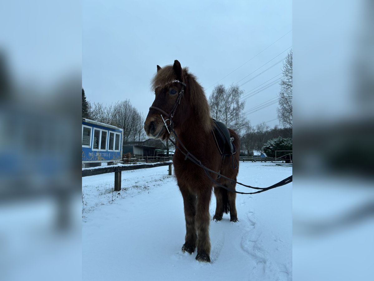 Caballos islandeses Caballo castrado 9 años 148 cm Alazán in Wesel