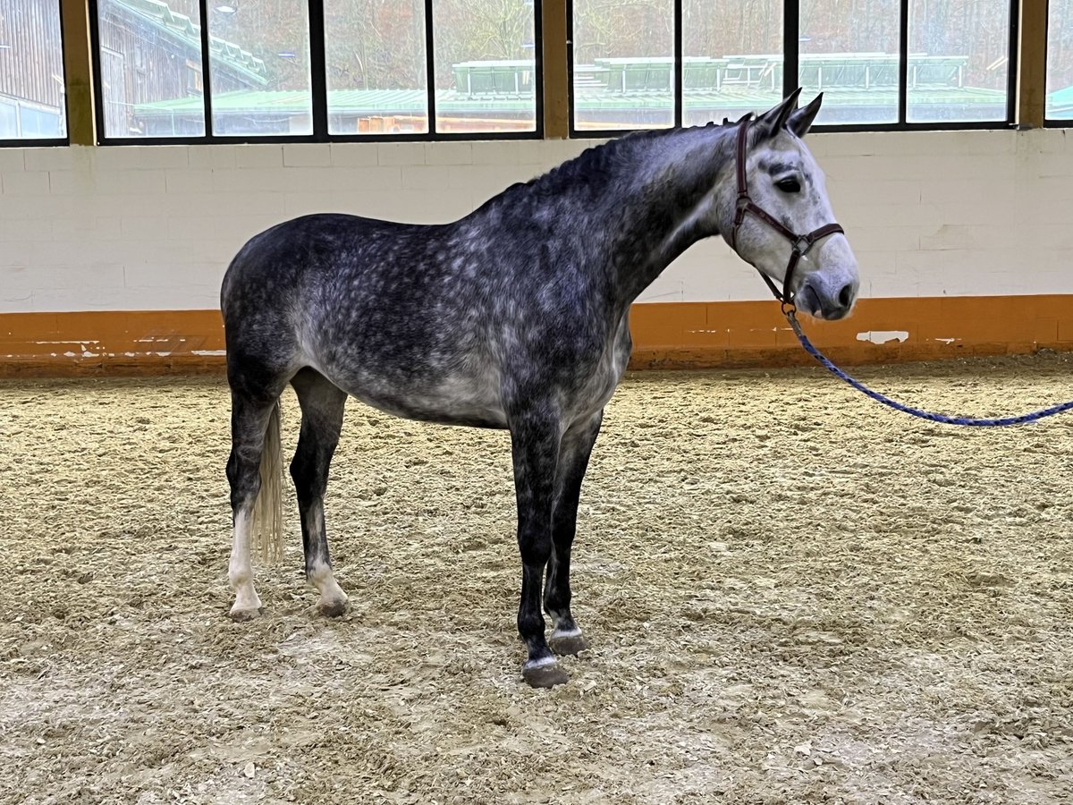 Cheval de selle allemand Hongre 7 Ans 165 cm Gris pommelé in Ortenberg