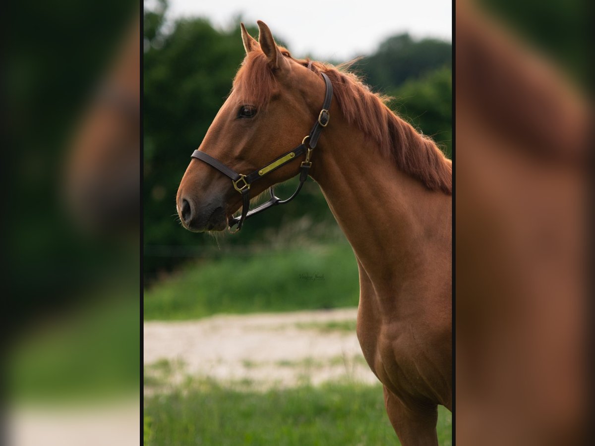Cheval de sport hongrois Hongre 5 Ans 165 cm Alezan in Unterwart