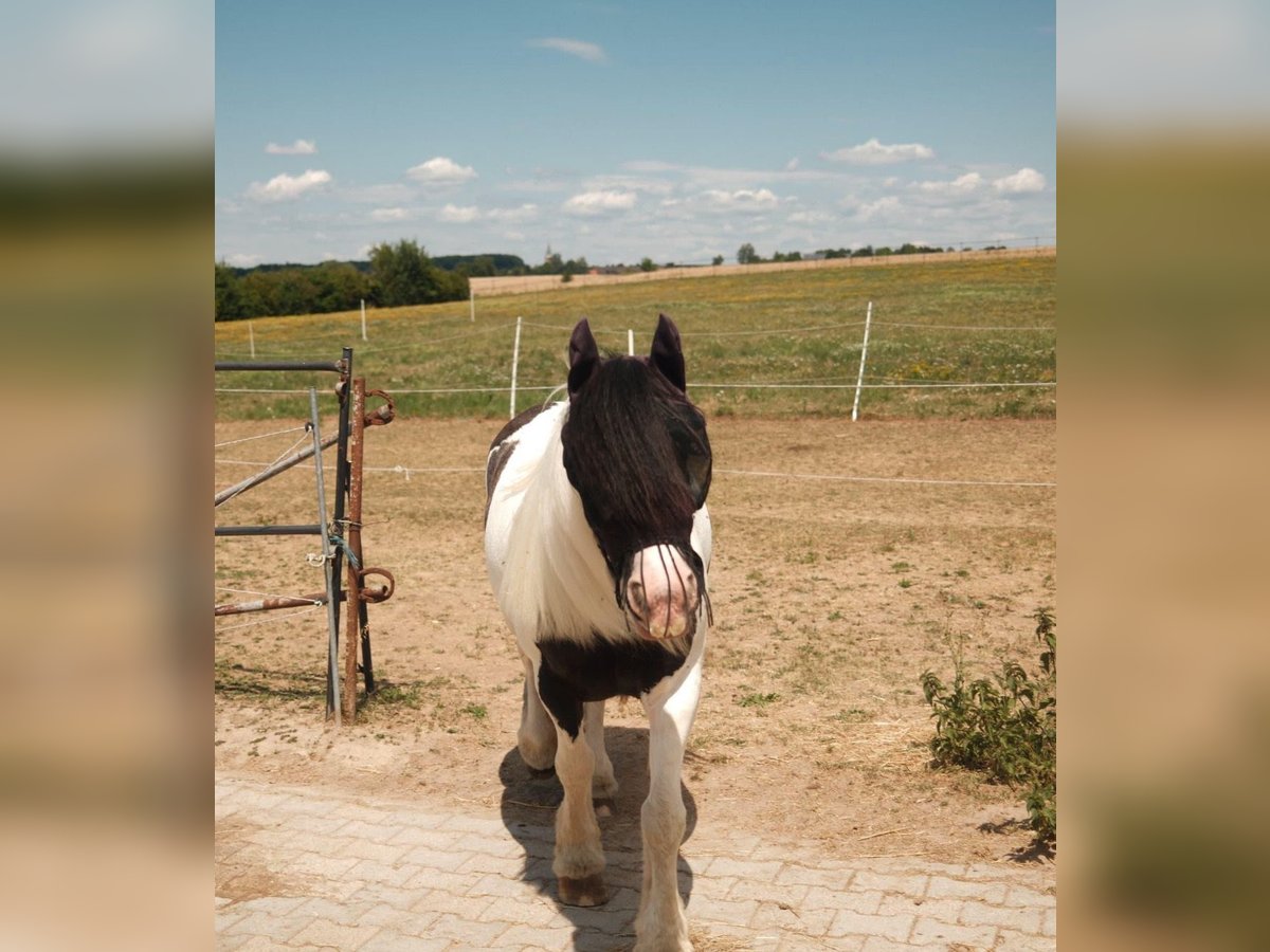 Cob Irlandese / Tinker / Gypsy Vanner Giumenta 14 Anni Pezzato in Heilbronn