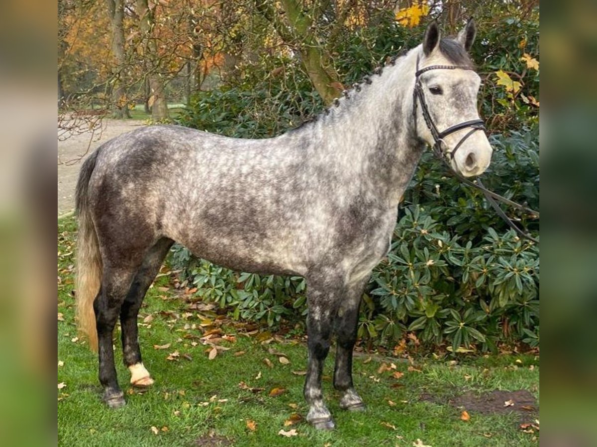 Connemara Stute 5 Jahre 147 cm Apfelschimmel in Hopsten