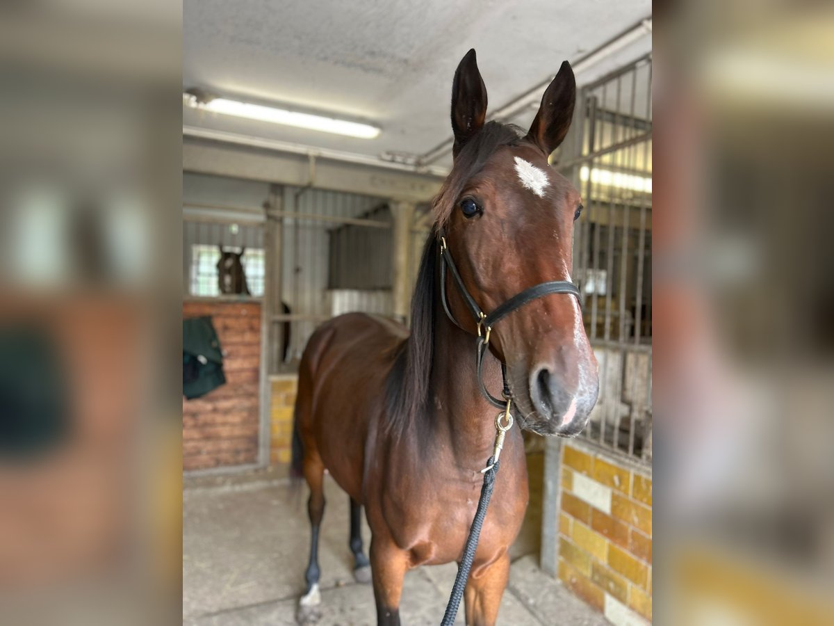 Deutscher Traber Wallach 3 Jahre 157 cm Brauner in Zossen OT Horstfelde