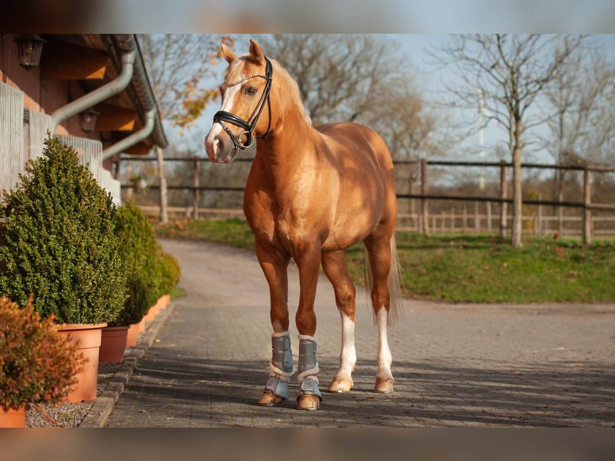 Deutsches Reitpony Hengst 12 Jahre Palomino in Nordkirchen