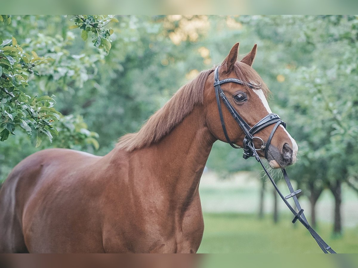 Deutsches Reitpony Stute 15 Jahre 141 cm Dunkelfuchs in Deggenhausertal