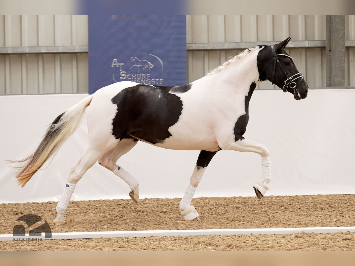 Deutsches Reitpony Stute 4 Jahre 148 cm Schecke in Bedburg