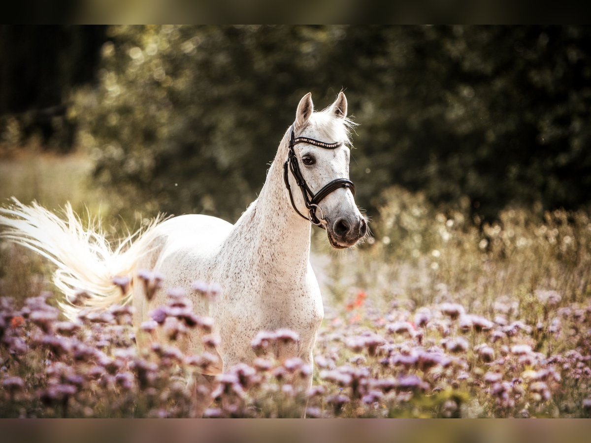 Deutsches Reitpony Mix Wallach 19 Jahre 146 cm Fliegenschimmel in Backnang