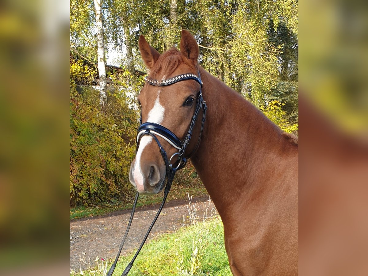 Deutsches Reitpony Wallach 5 Jahre 146 cm Fuchs in Haunetal