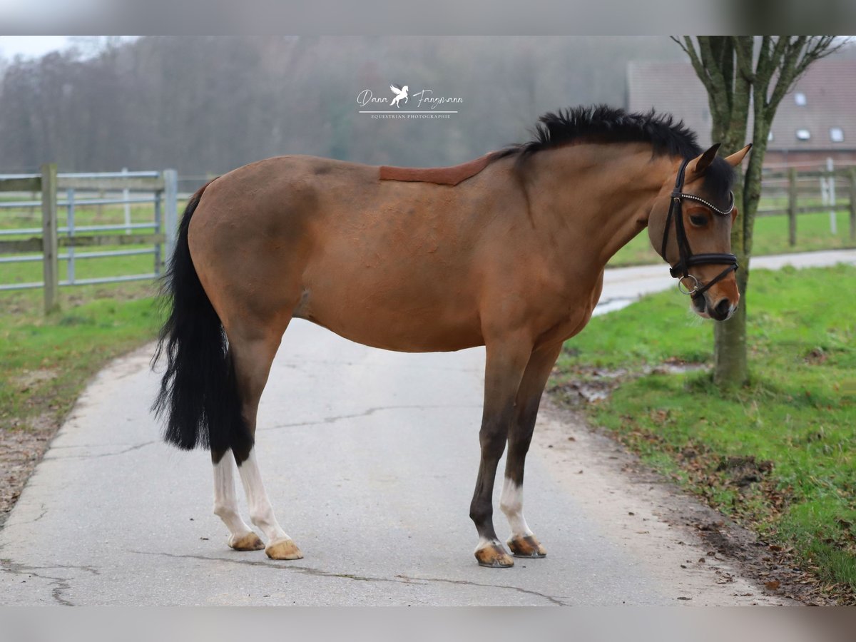 Deutsches Reitpony Wallach 5 Jahre 147 cm Brauner in Melle