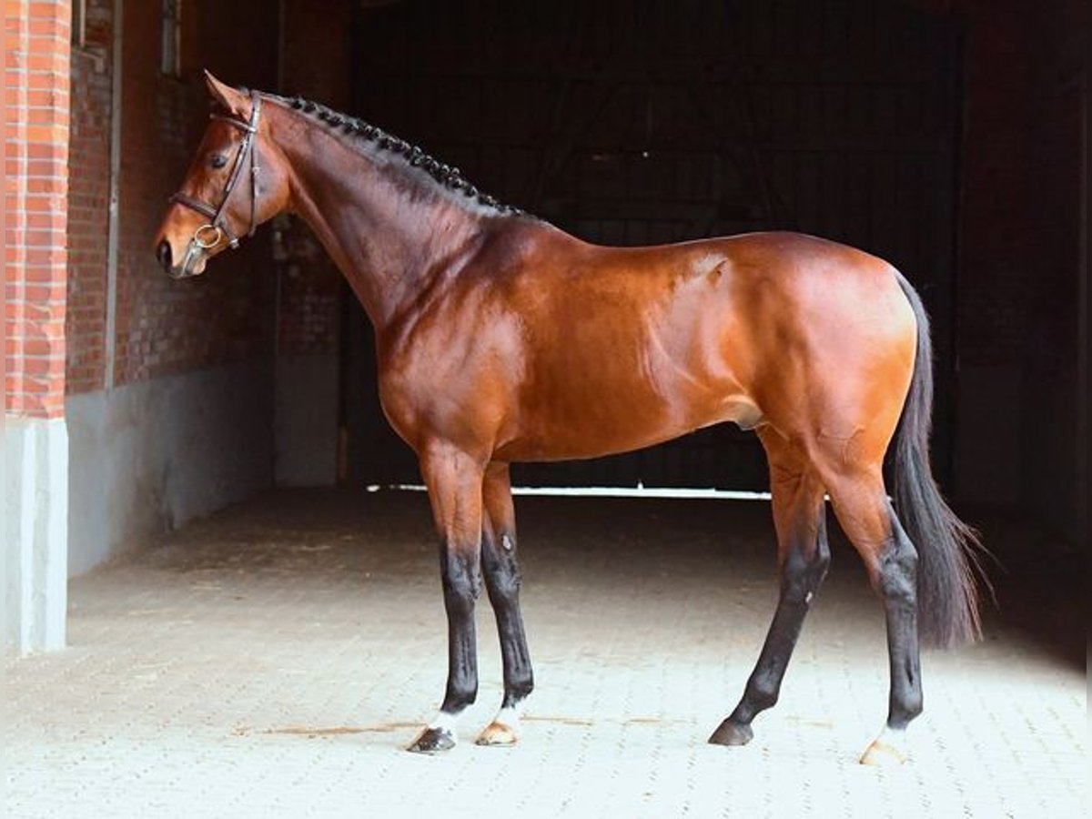 Englisches Vollblut Hengst Brauner in Graditz