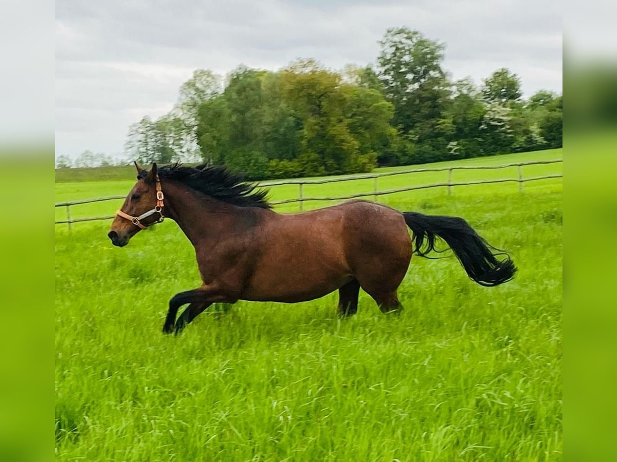 Englisches Vollblut Stute 10 Jahre 165 cm Brauner in Adlkofen