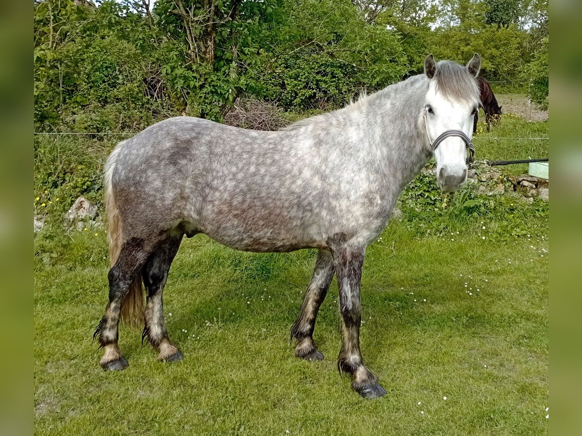 Fellpony Wallach 4 Jahre 140 cm Apfelschimmel in Lezay