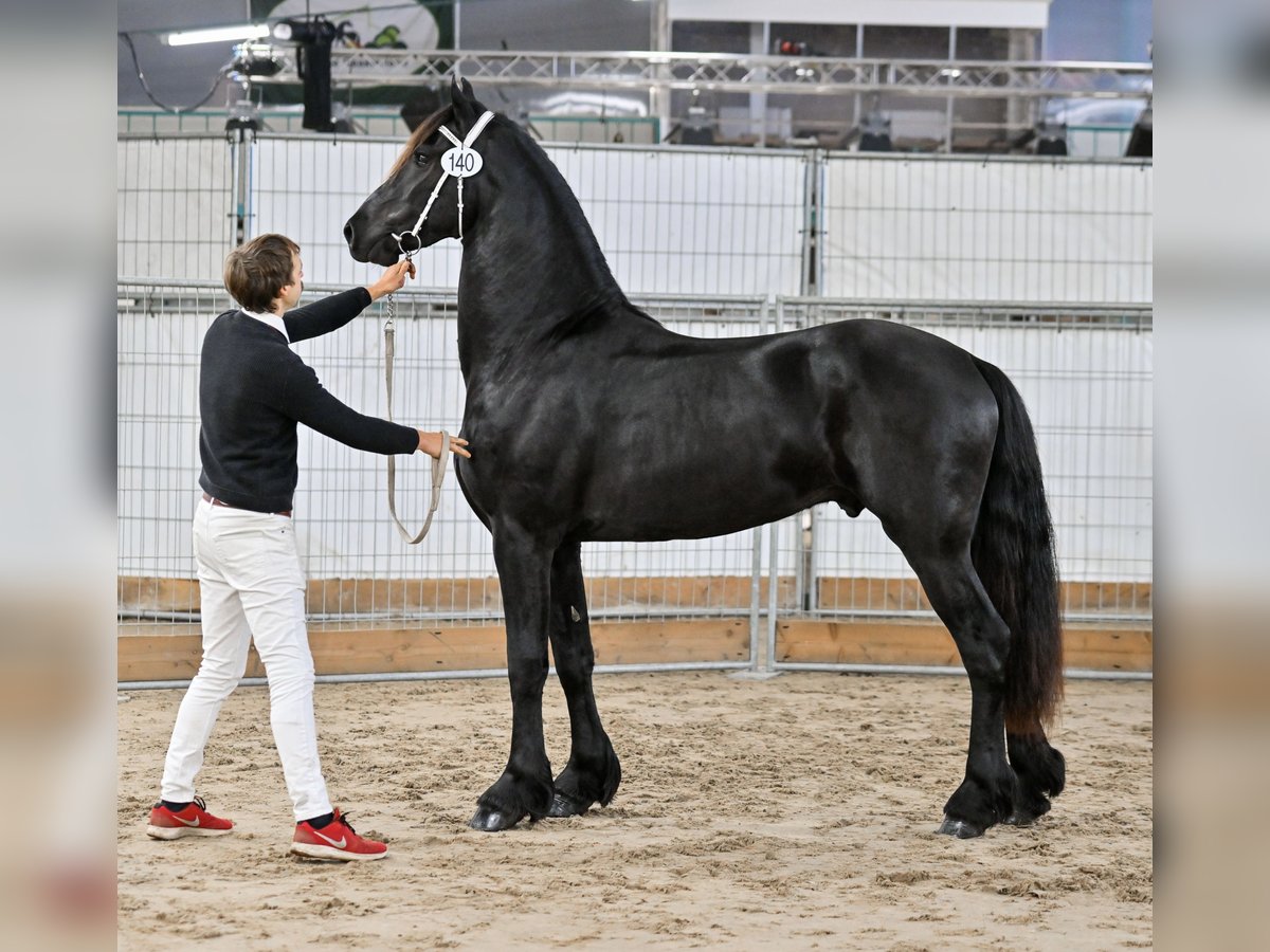 Frisone / Frisone Occidentale Stallone 2 Anni 167 cm Morello in Aschendorf