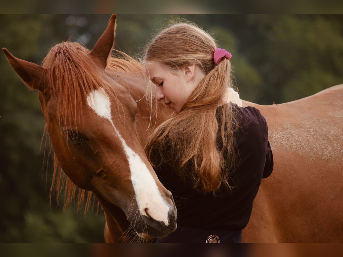German Riding Horse Gelding 2 years Chestnut-Red in Gudensberg