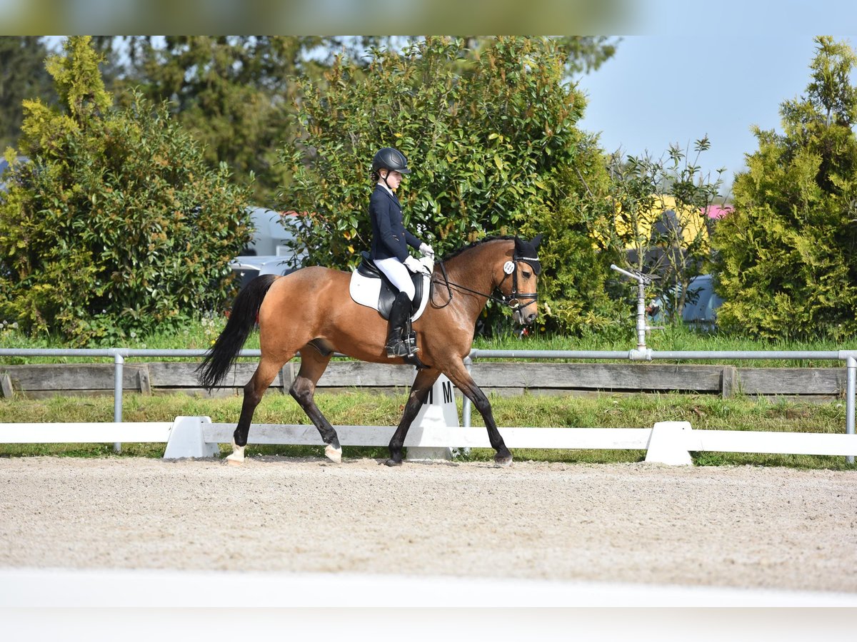 German Riding Pony Gelding 14 years 15 hh in Stadecken-Elsheim
