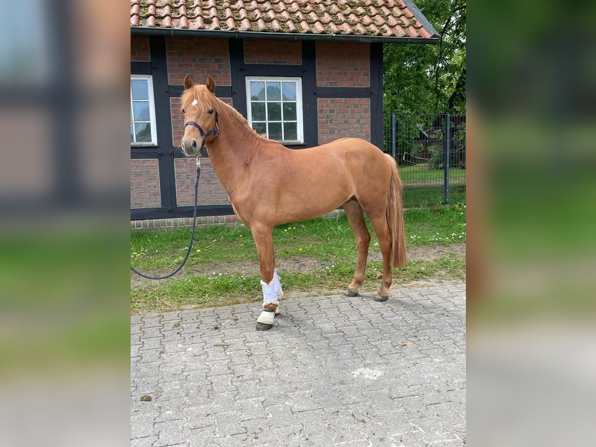 German Riding Pony Gelding 4 years 14,1 hh Chestnut-Red in Merzen