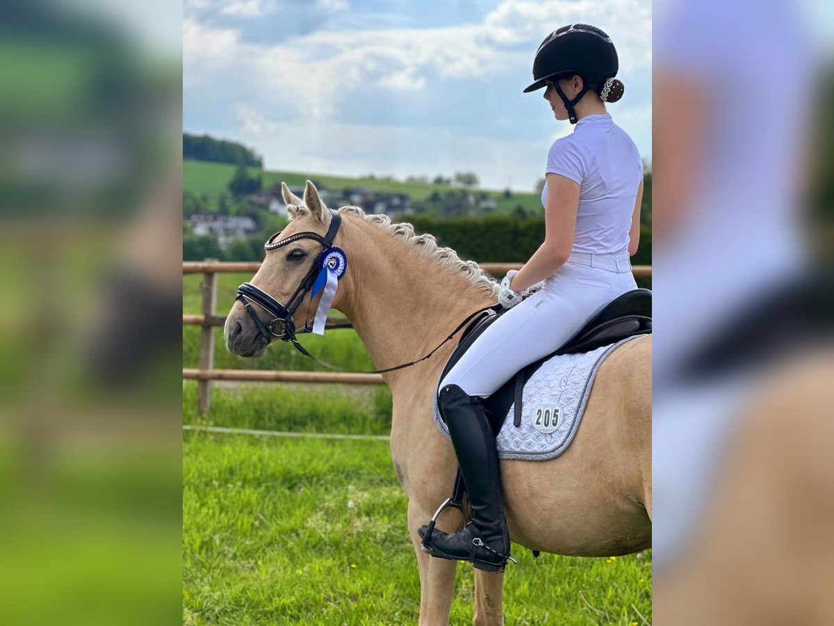 German Riding Pony Gelding 5 years 14,1 hh Palomino in Hückeswagen