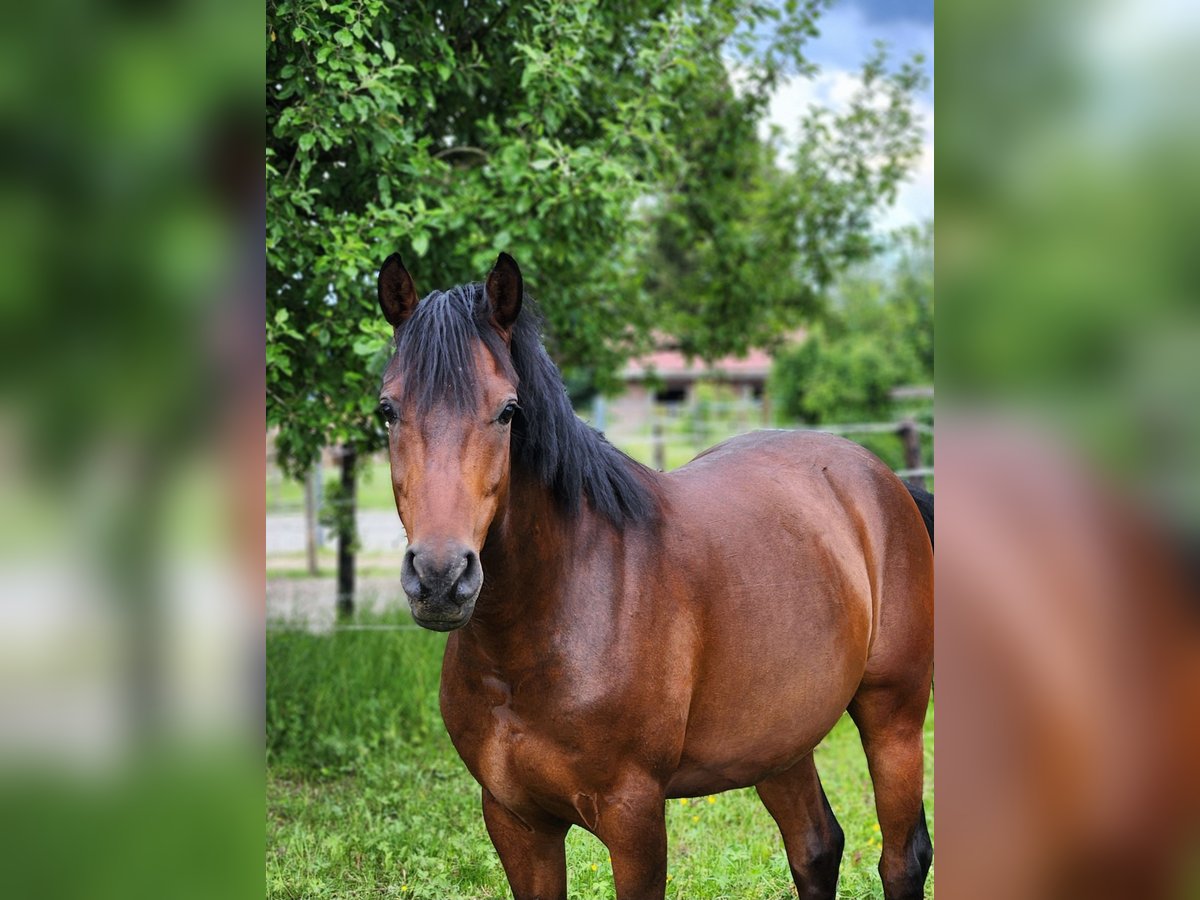 German Riding Pony Gelding 7 years 15 hh in Kusterdingen