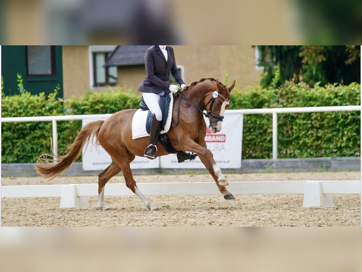 German Riding Pony Mare 4 years 14,1 hh Chestnut-Red in Linz