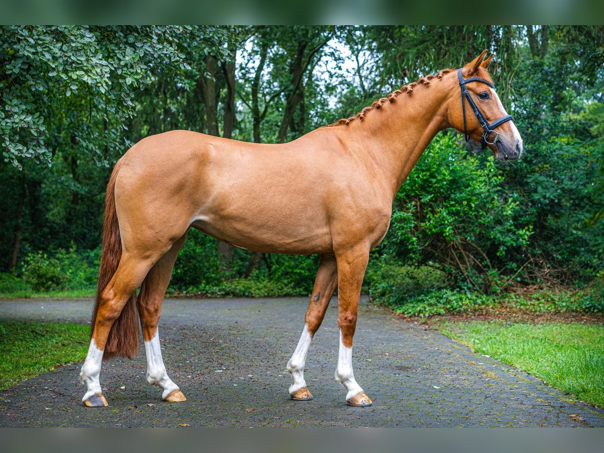 German Riding Pony Mare 6 years 14,1 hh Chestnut-Red in Kevelaer