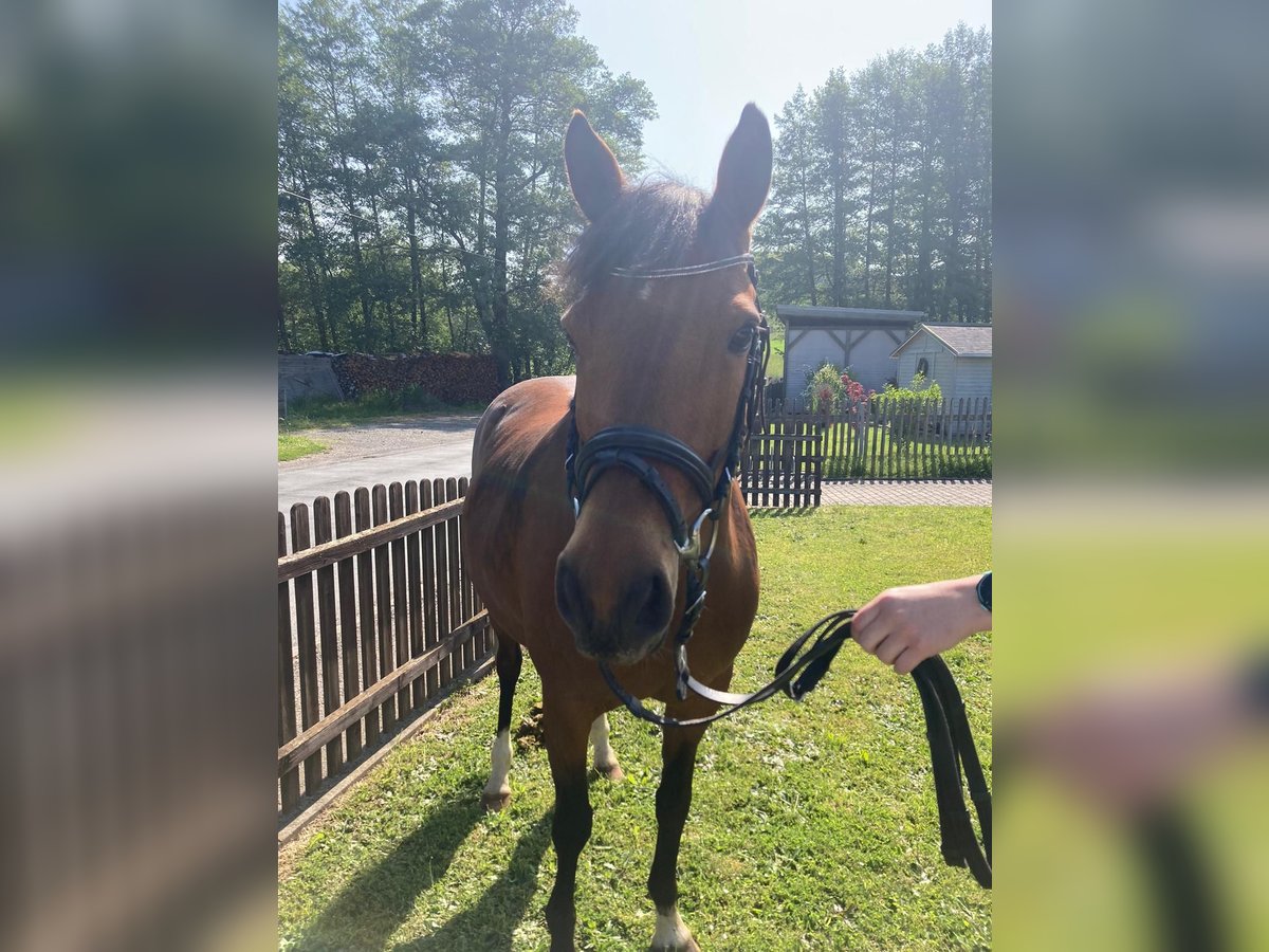 German Riding Pony Mare 7 years 13,3 hh Brown in Berga- Wünschendorf