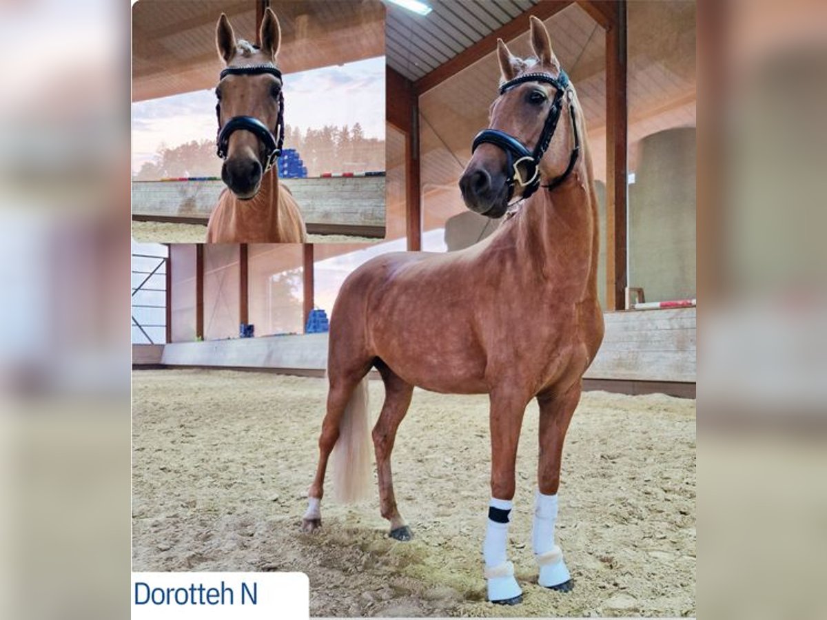 Pferd Palomino Stute