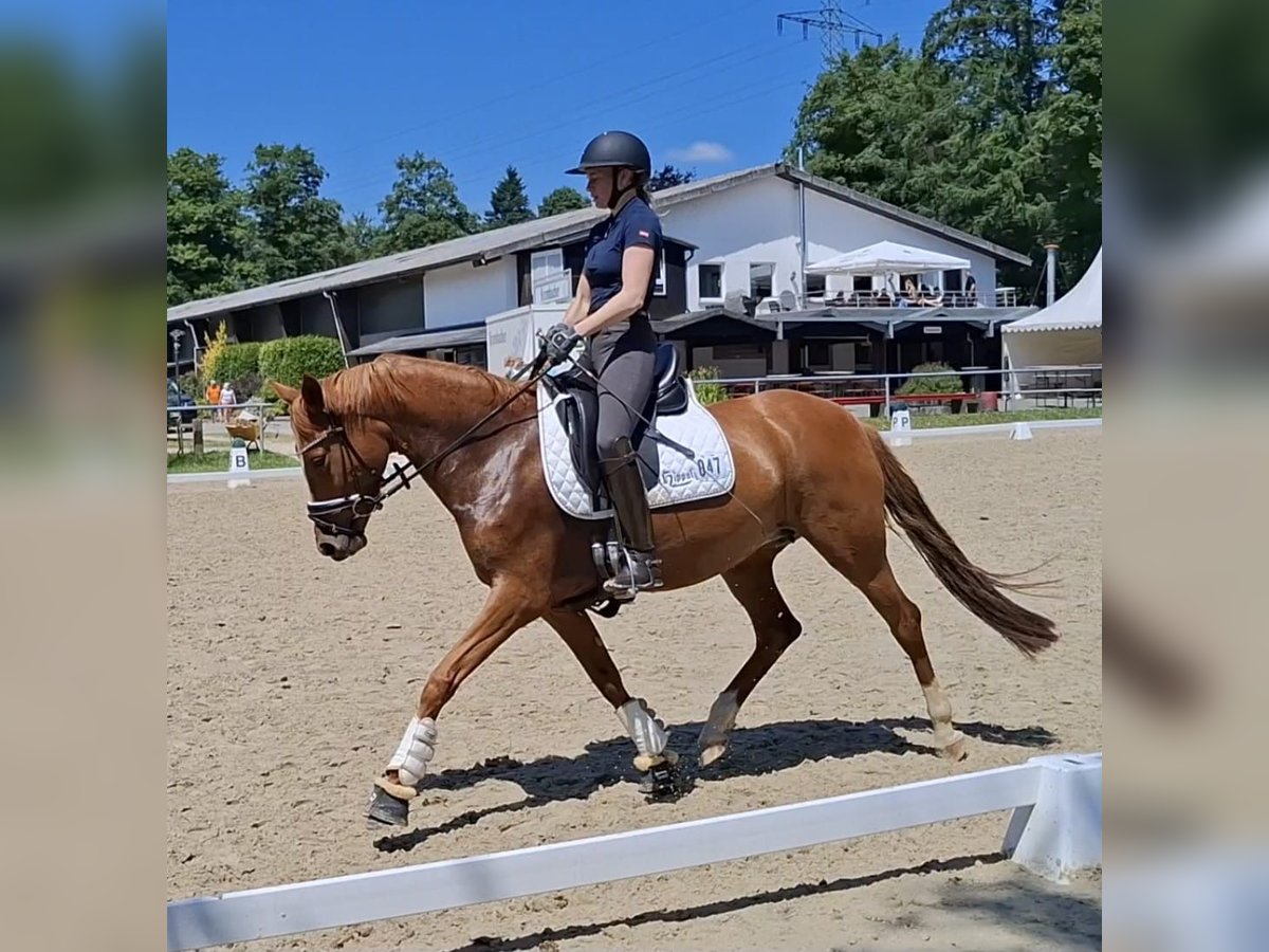 German Riding Pony Mare 9 years 14,2 hh Chestnut-Red in Olpe