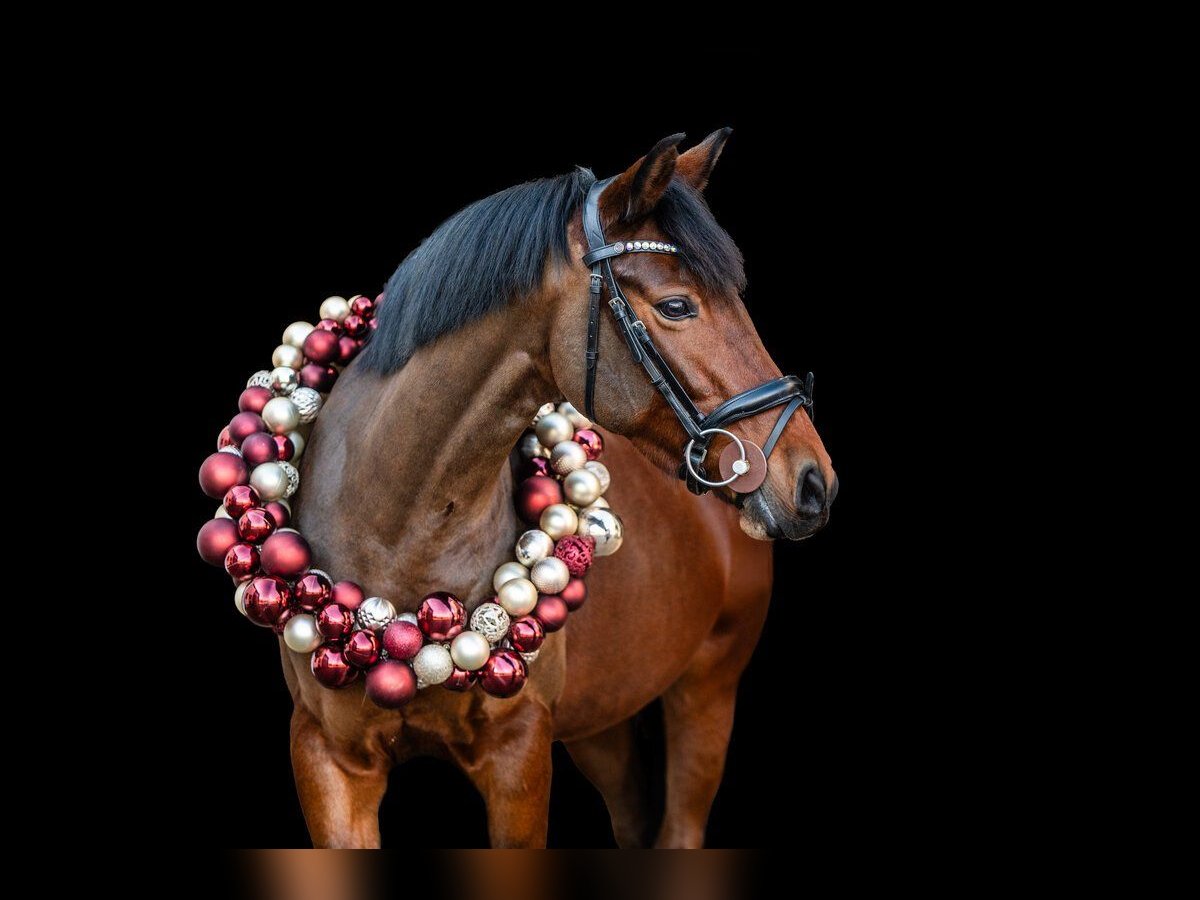German Riding Pony Mare 9 years 14,2 hh in Mainz