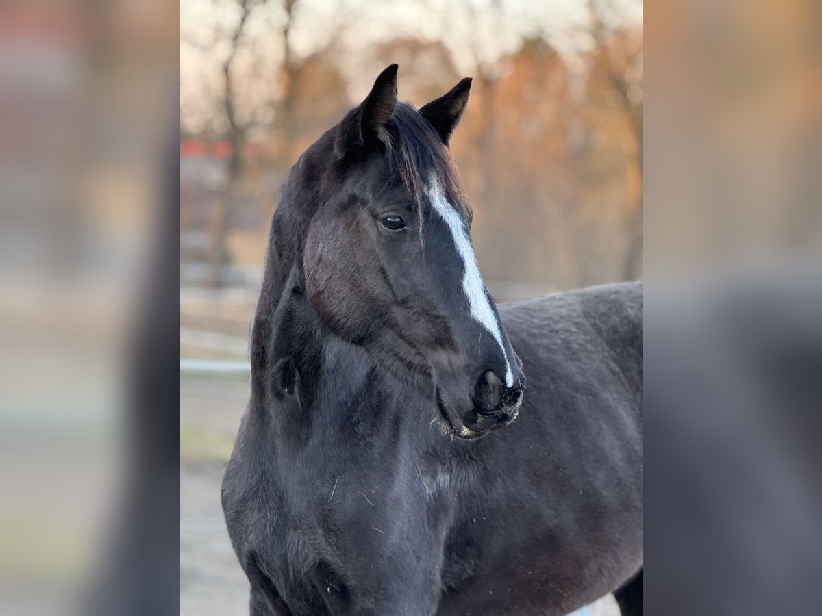 German Sport Horse Mare 3 years 15,2 hh Black in Falkenstein/Vogtland