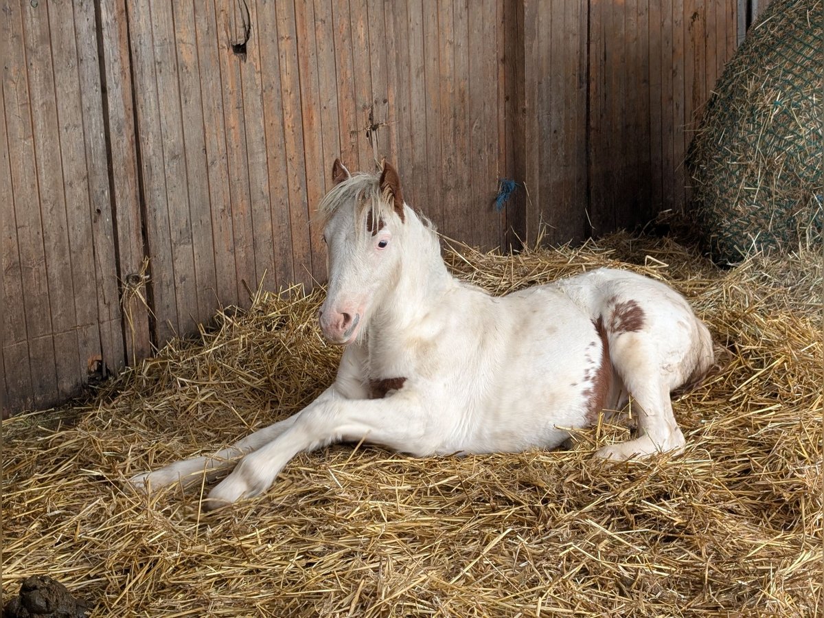 Gypsy Horse Mare 1 year 14,1 hh in Heins