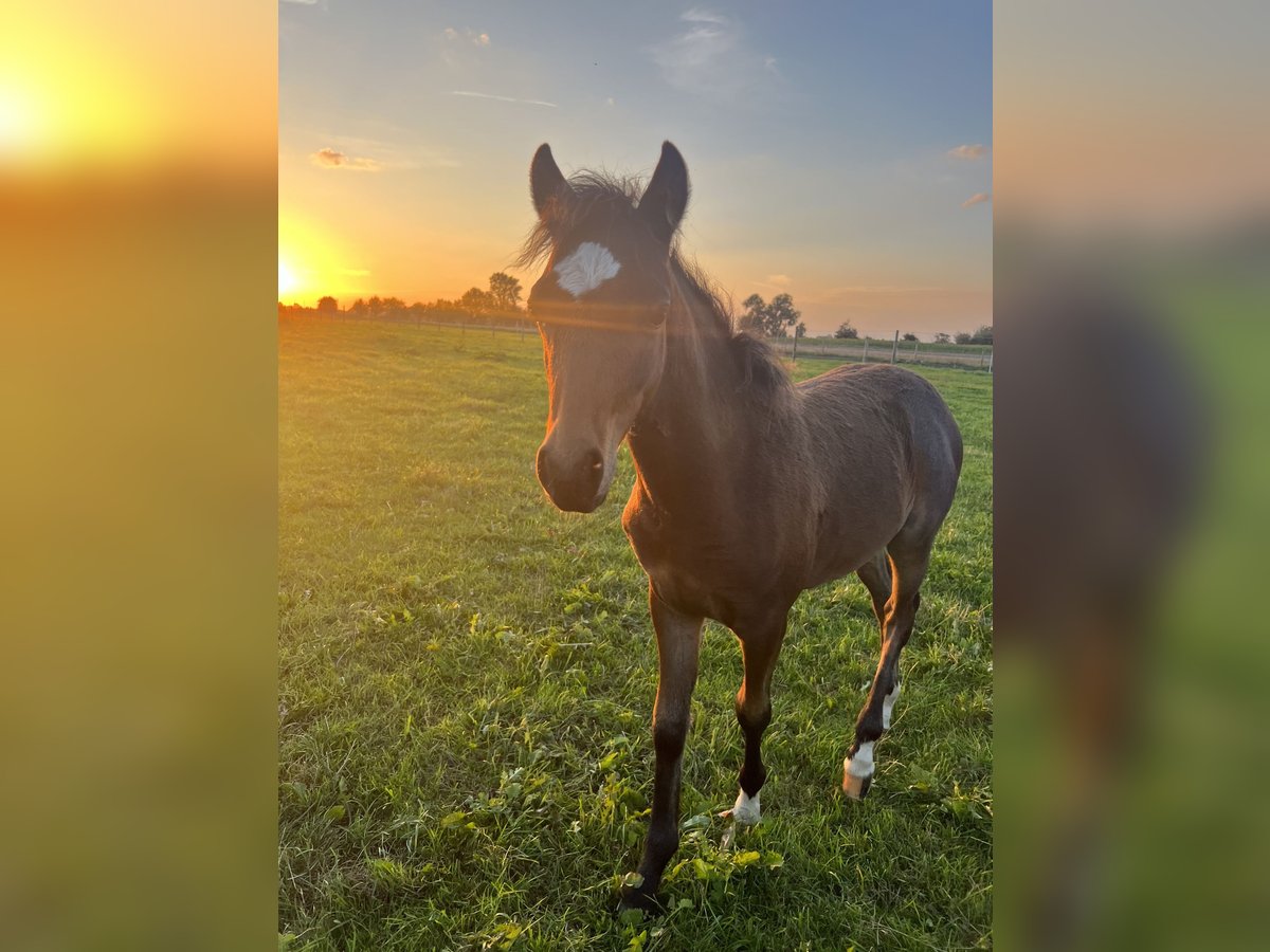 Hackney Pony Stallion 1 year Brown in Haren