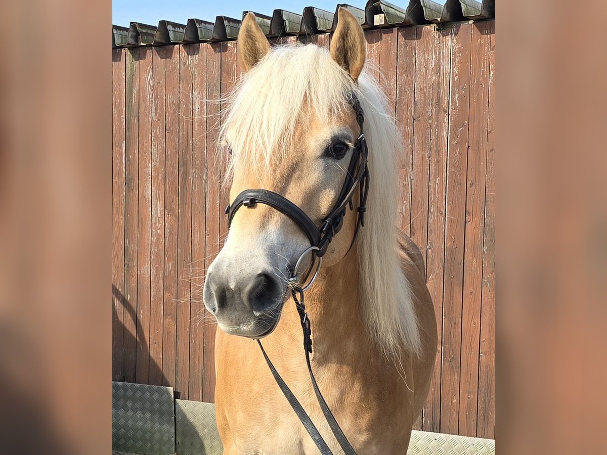 Haflinger Mare 5 years 13,3 hh Chestnut-Red in Mülheim an der Ruhr