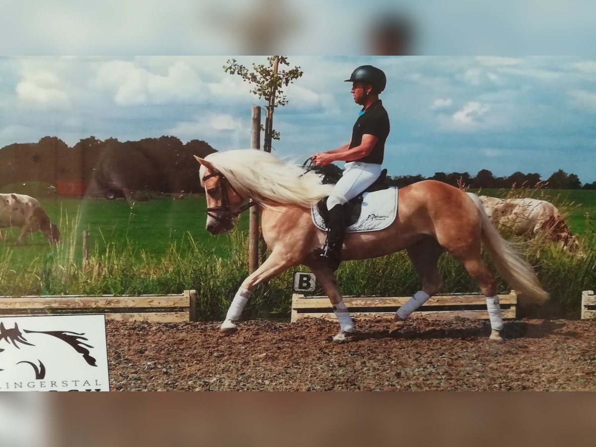 Haflinger Mare 7 years 14,1 hh Chestnut-Red in Tecklenburg