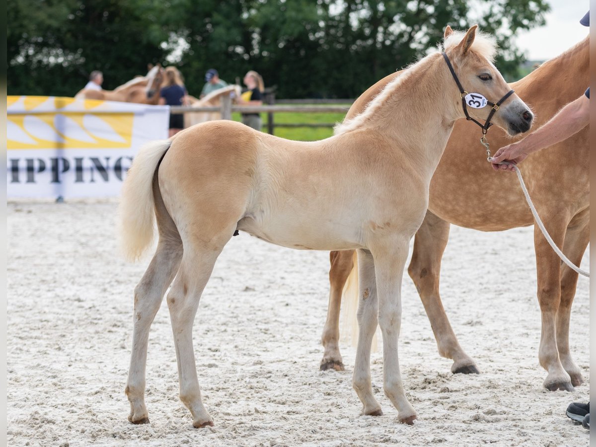 Haflinger Stallion Foal (05/2024) Chestnut-Red in Winterswijk Henxel
