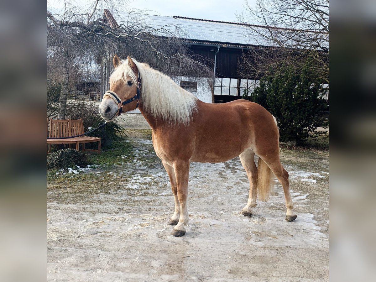 Haflinger Stute 11 Jahre Fuchs in Friedberg
