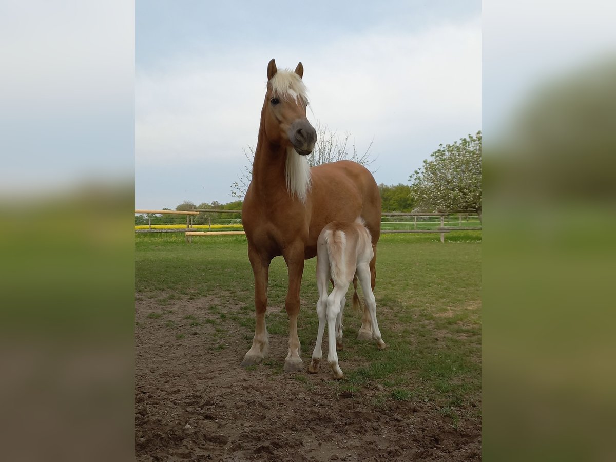 Haflinger Stute 7 Jahre 150 cm in Karlsbad