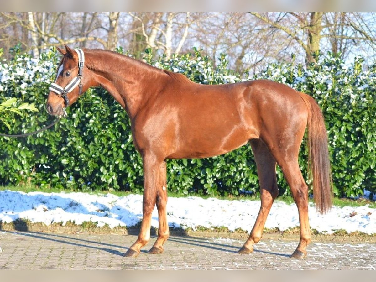 Hannoveraner Stute 3 Jahre 168 cm Dunkelfuchs in Selsingen