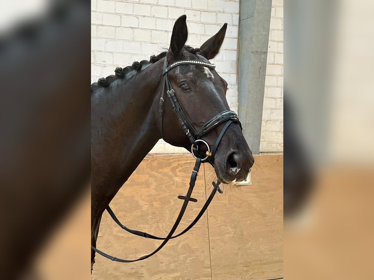 Hannoveraner Stute 5 Jahre 166 cm Rappe in Köthel