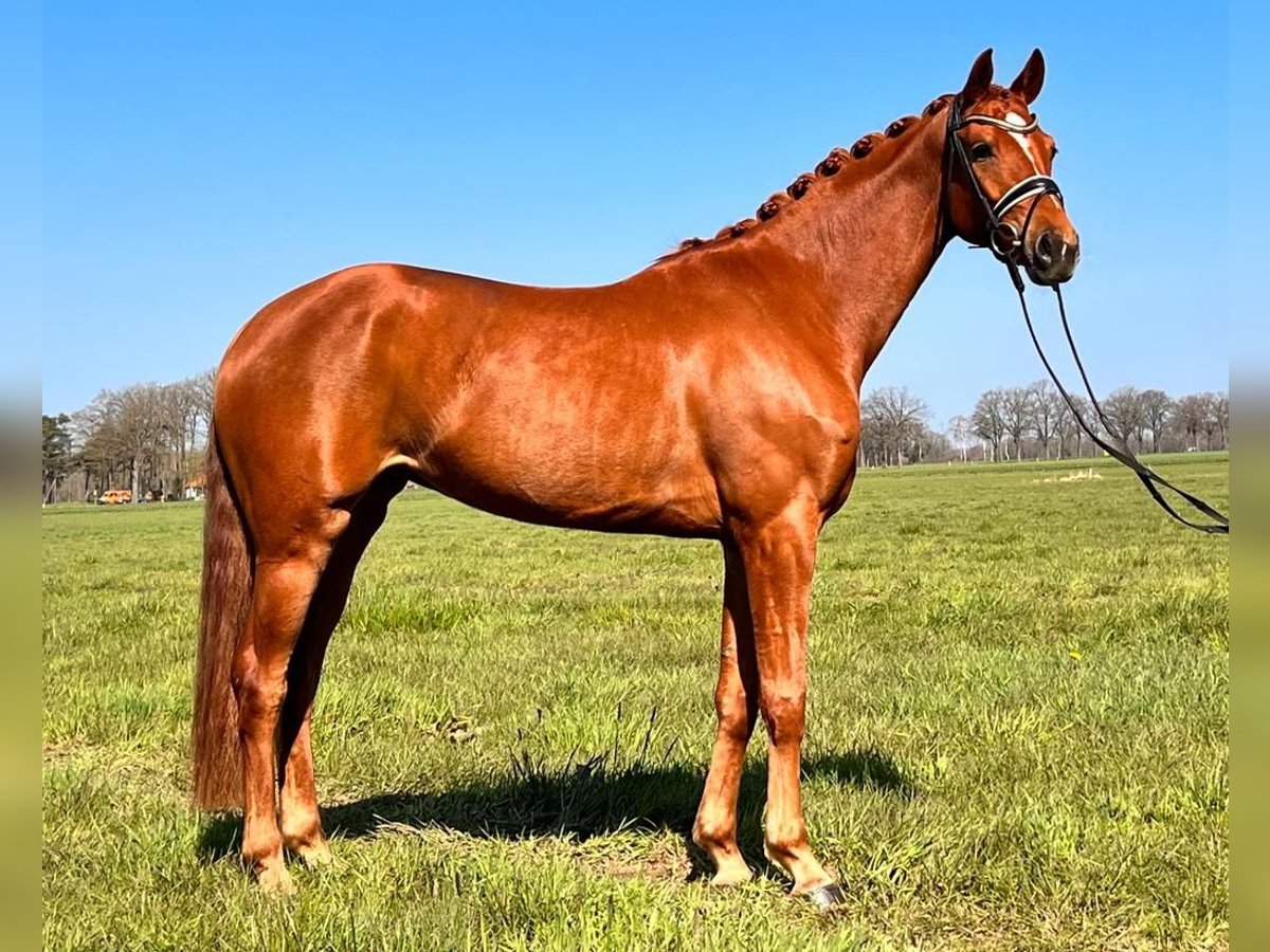 Hannoveraner Stute 6 Jahre Fuchs in Stemwede