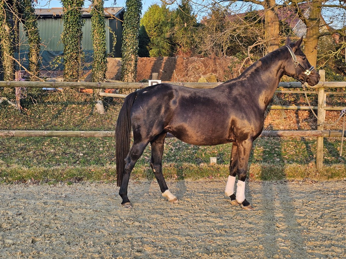 Hannoveraner Stute 8 Jahre 166 cm Rappe in Heinbockel-Hagenah