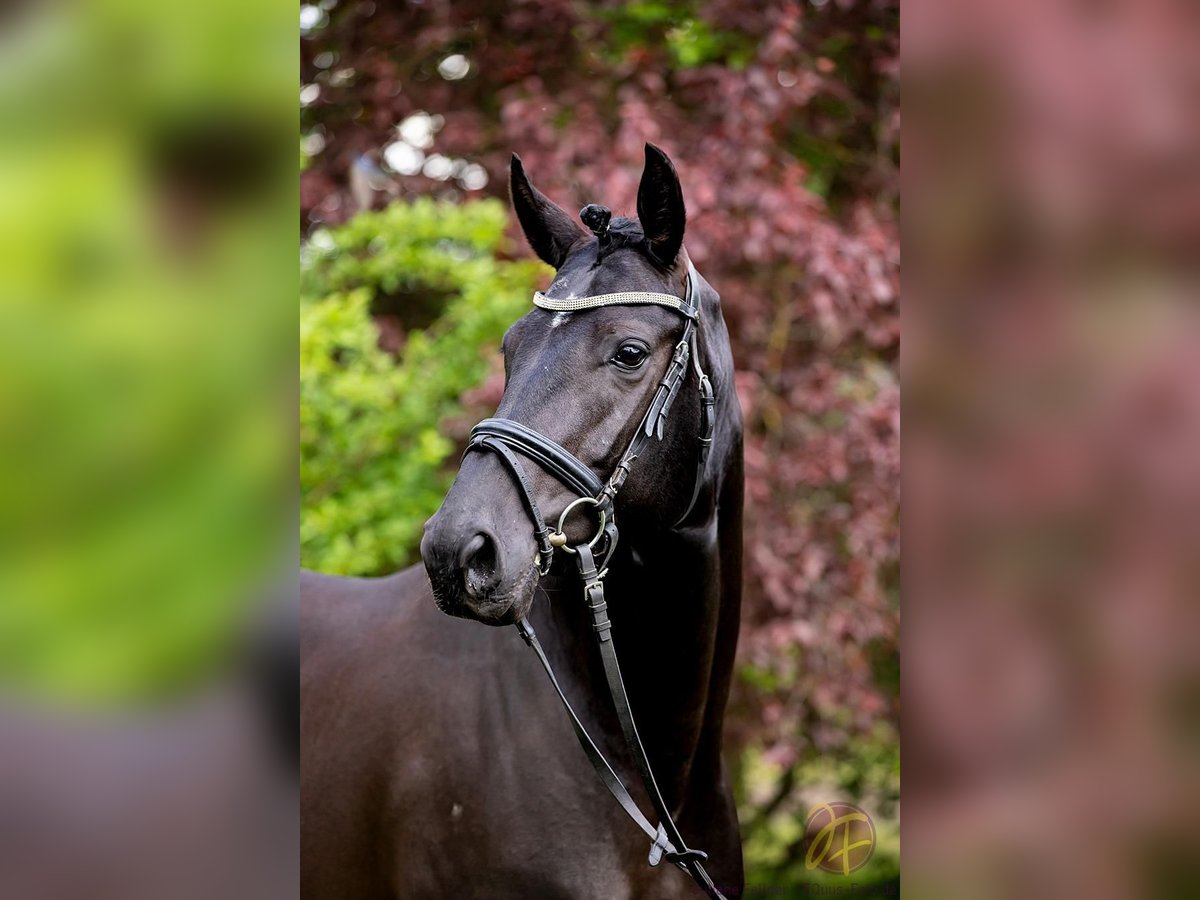 Hannoveraner Stute 8 Jahre 167 cm Rappe in Hittbergen