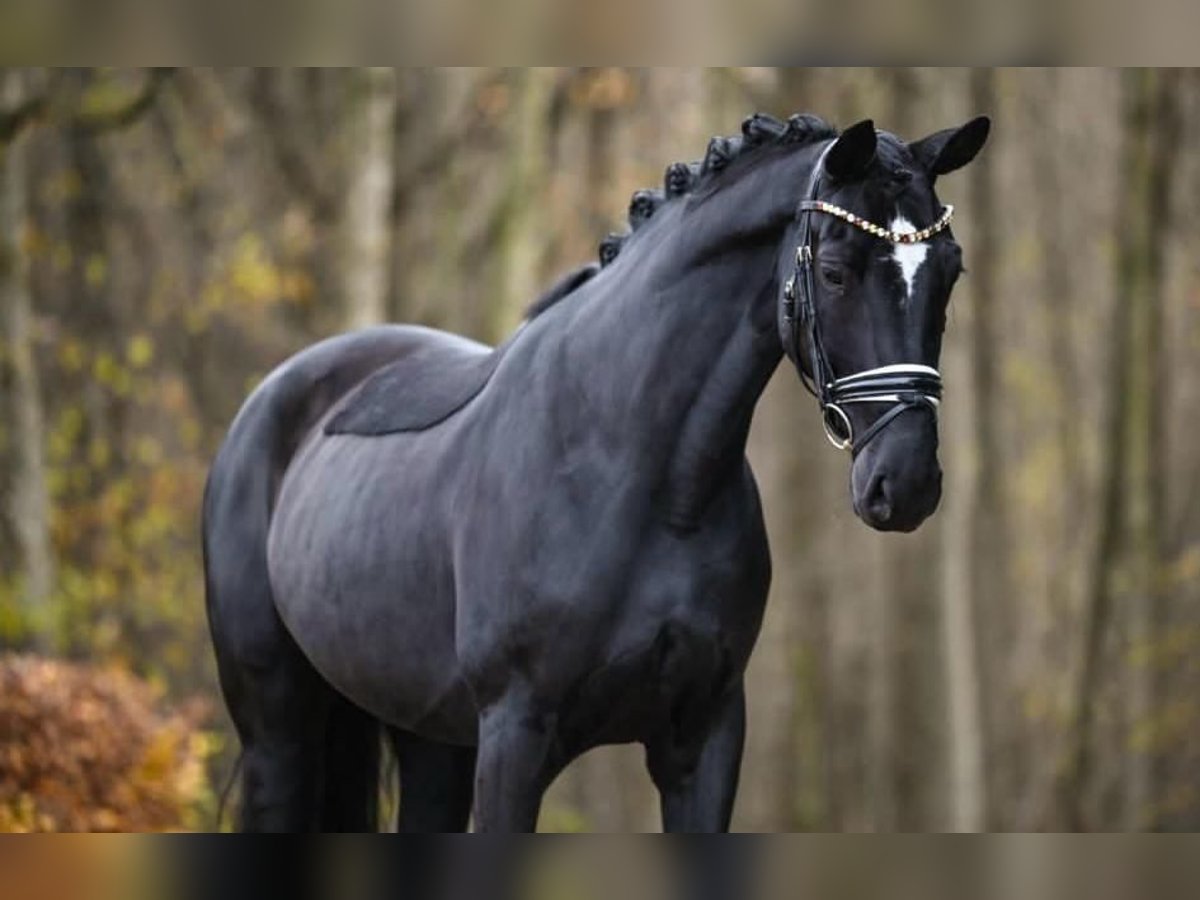 Hannoveraner Stute 8 Jahre 168 cm Rappe in Wittislingen